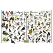 State Birds Poster Identification Chart - Walmart.com