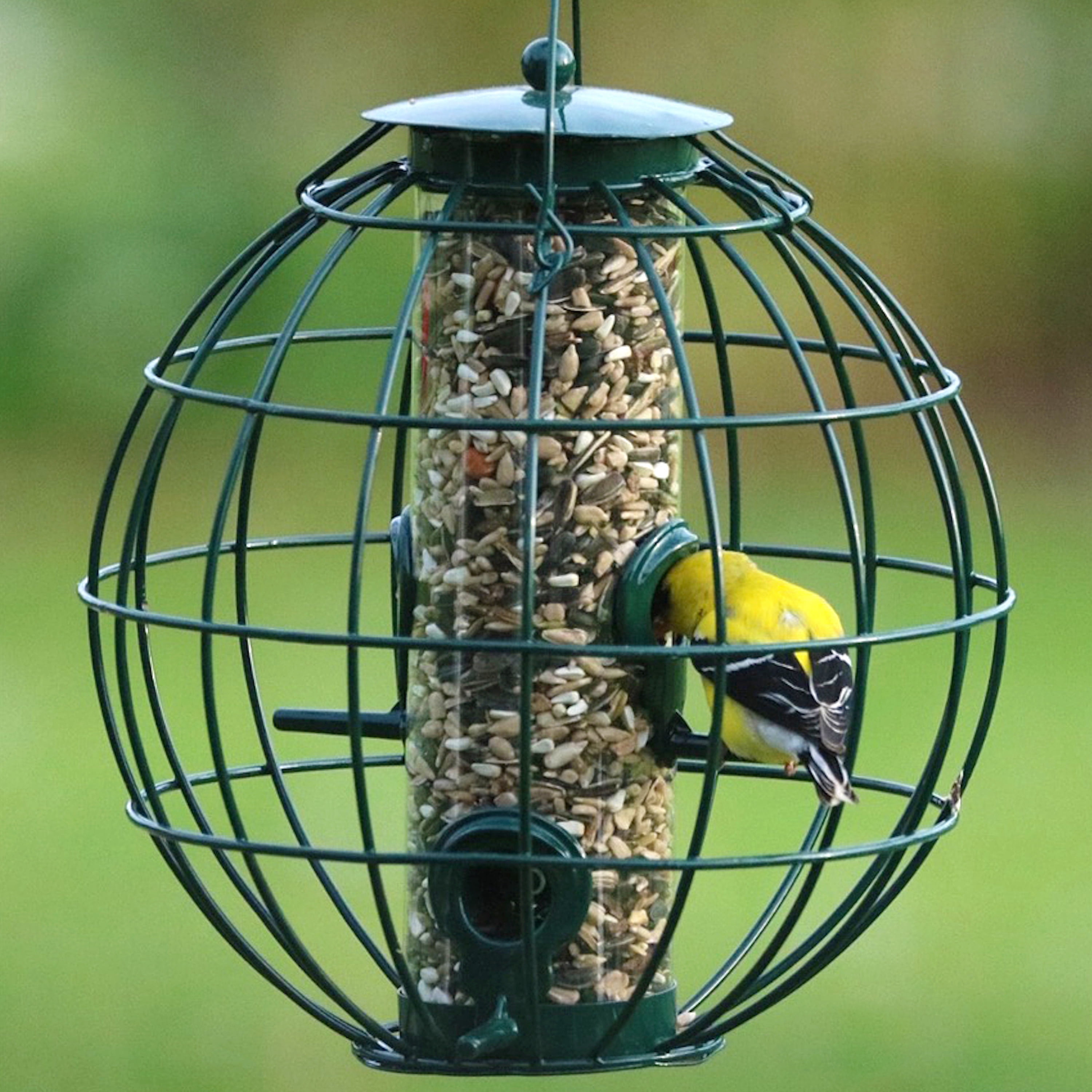 Outdoor Backyard Essentials Bird Feeder, Petite Orb Caged Green Finch ...