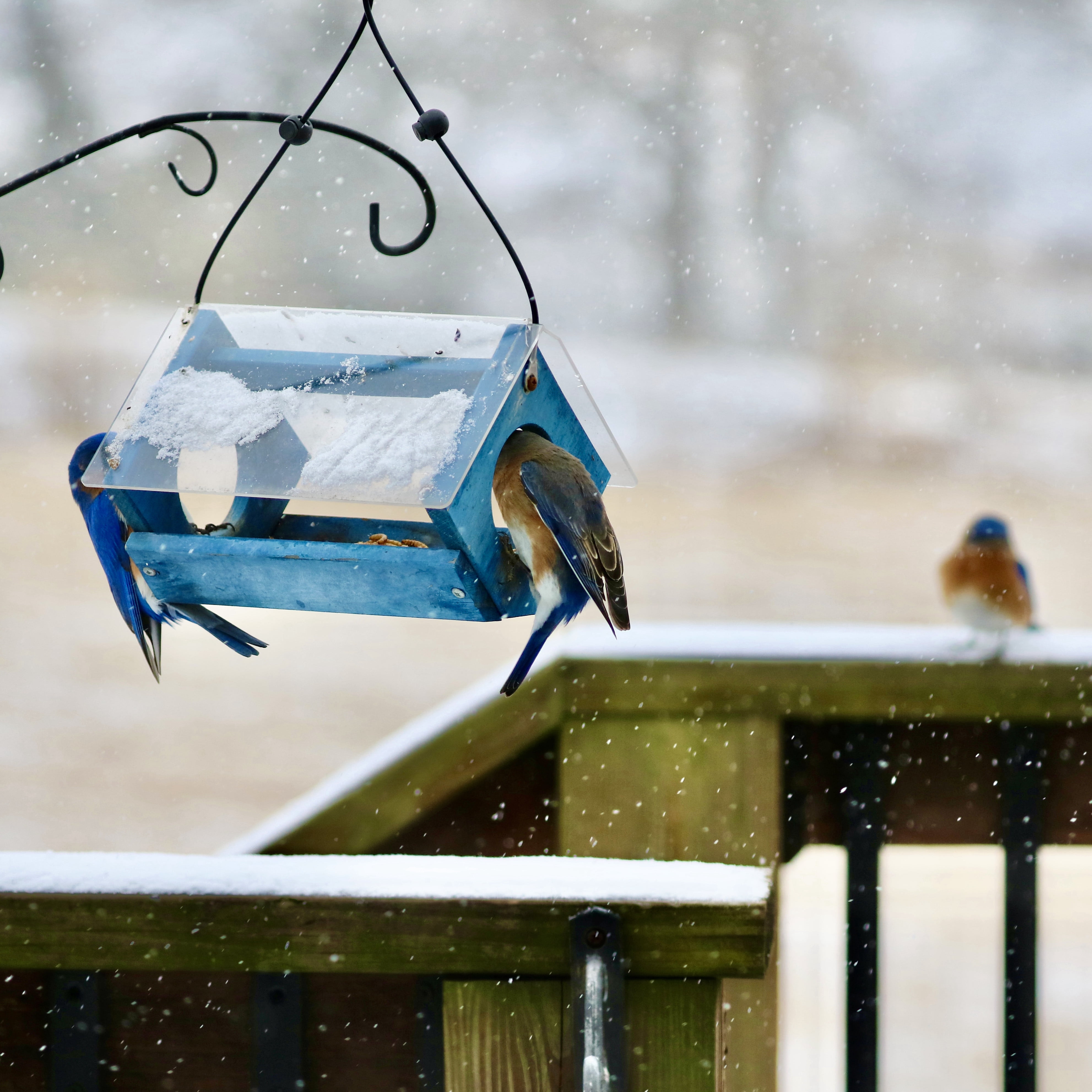Backyard Essentials Bluebird Feeder, Wild Outdoor Bird Seed and ...