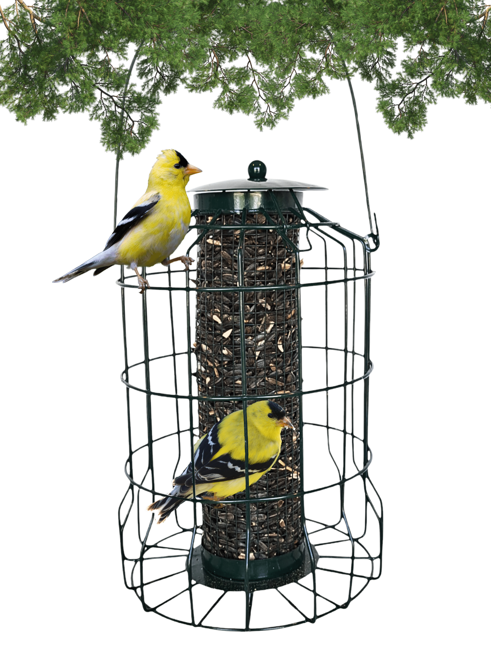 Backyard Essentials Petite Caged Bird Feeder, Squirrel Proof, Hanging, 2.5 Cup Capacity for Wild ...