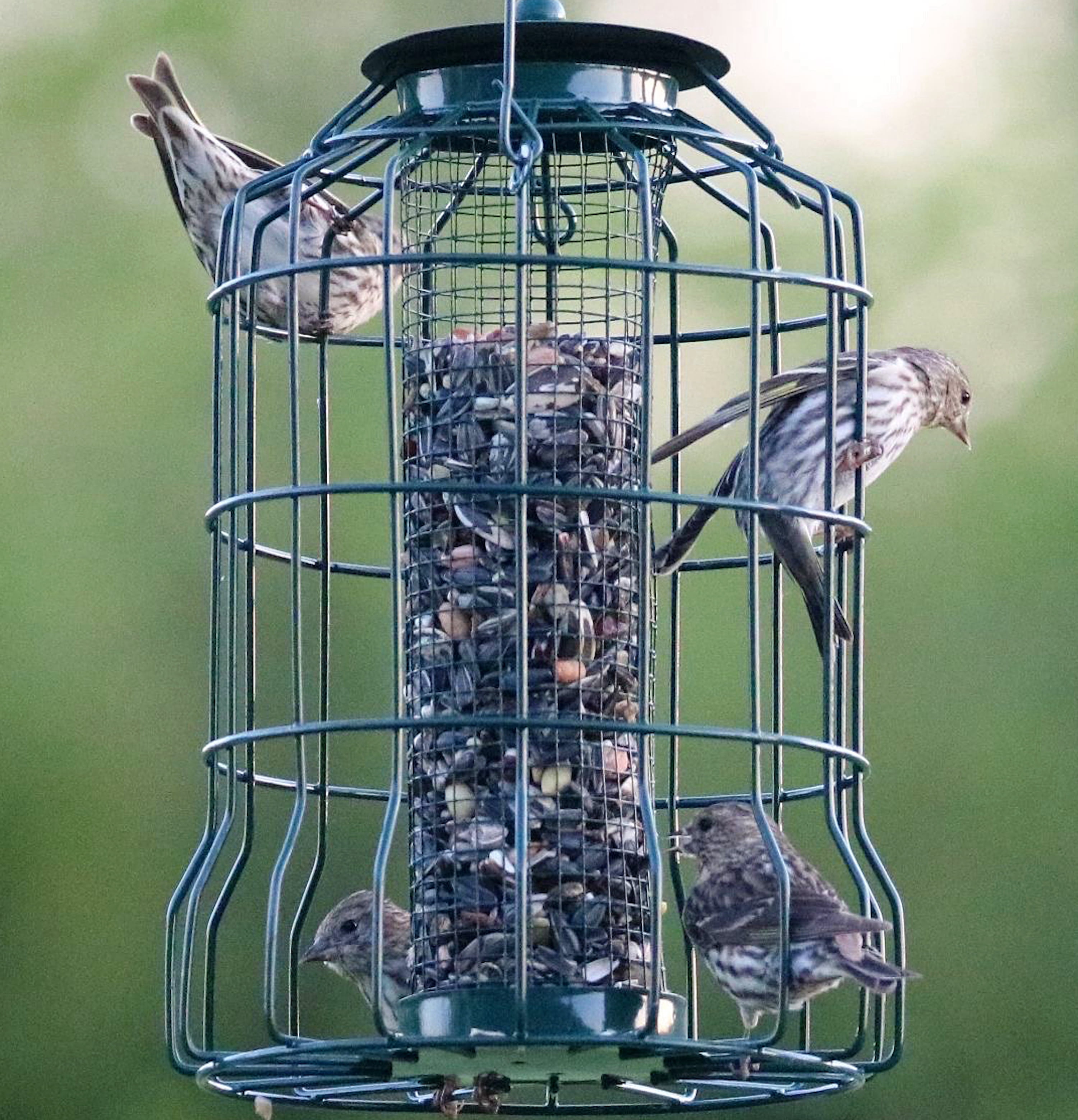 Backyard Essentials Petite Caged Bird Feeder, Squirrel Proof, Hanging, 2.5 Cup Capacity for Wild ...