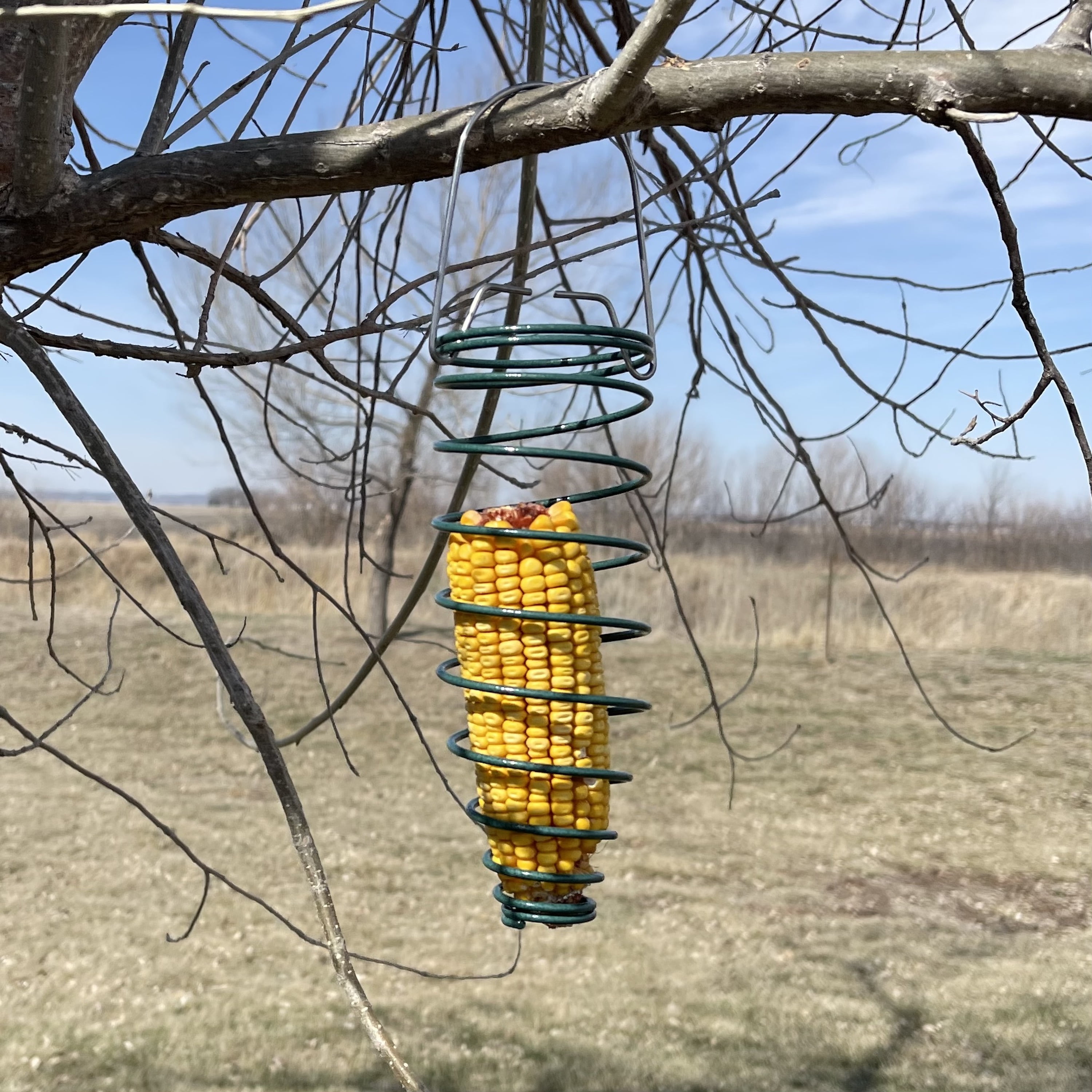 Backyard Essentials Corn Caddy Squirrel Feeder, Metal Hanging Corn Cob ...