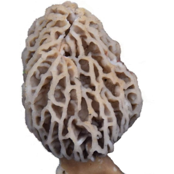 Backyard Morel Mushroom Growing Kit Morel Habitat Kit
