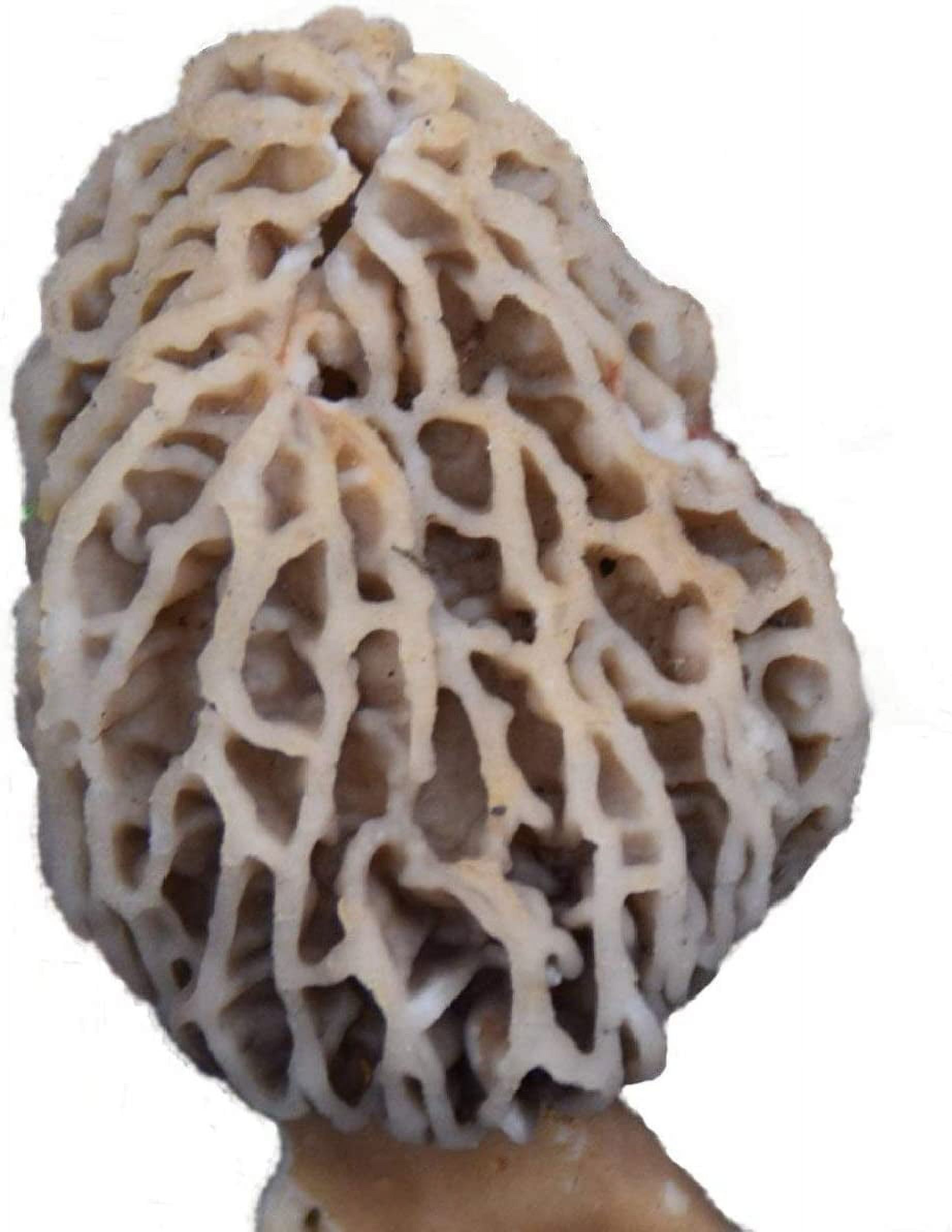 Backyard Morel Mushroom Growing Kit - MOREL HABITAT KIT - Walmart.com
