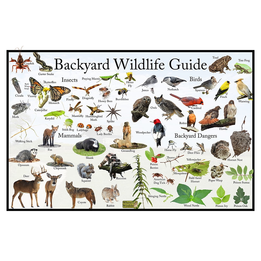 Backyard Wildlife Poster Guide: Insects, Birds, Mammals, and Dangers ...