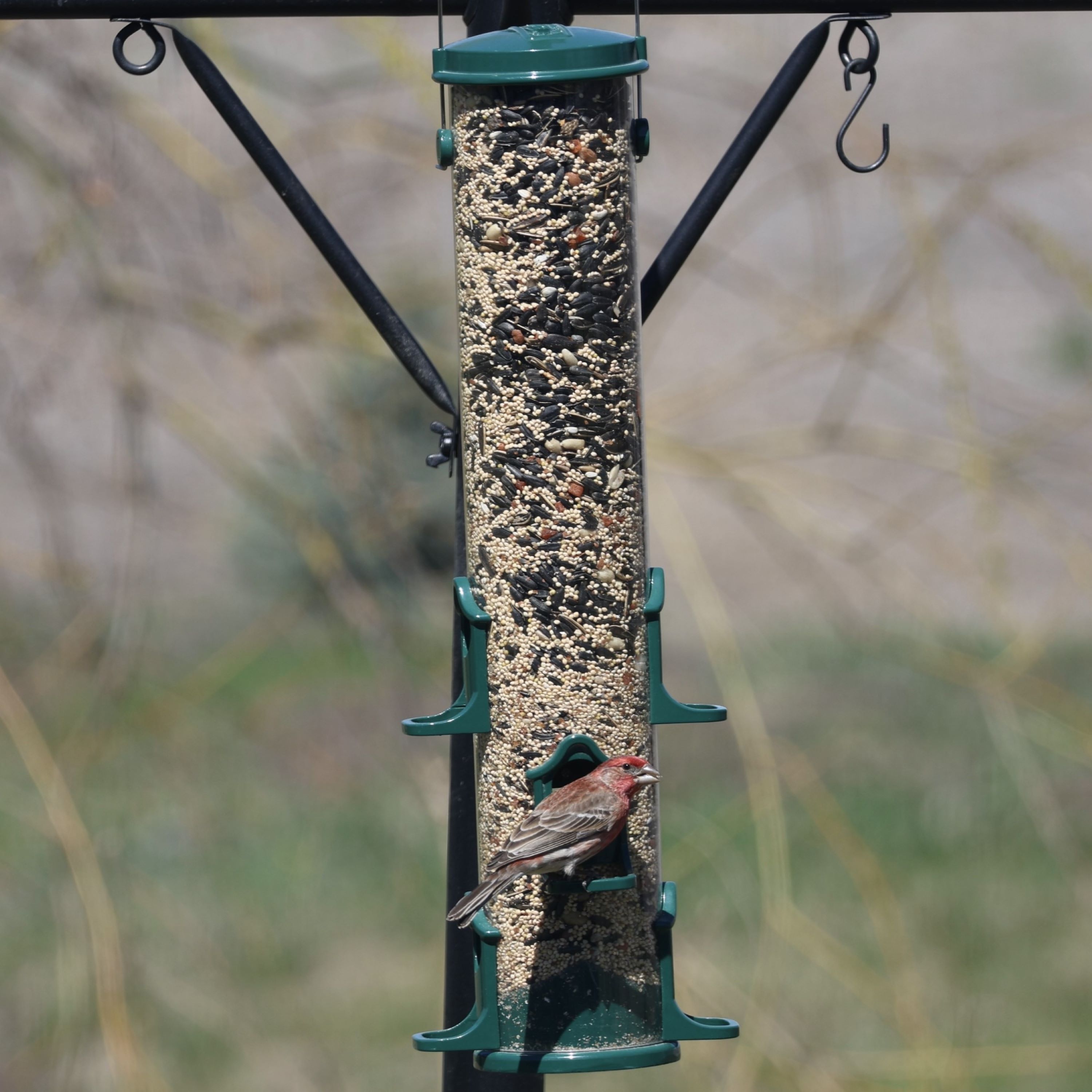 Free Shipping! Backyards Essentials Mammoth Tube Feeder Metal Bird Seed ...