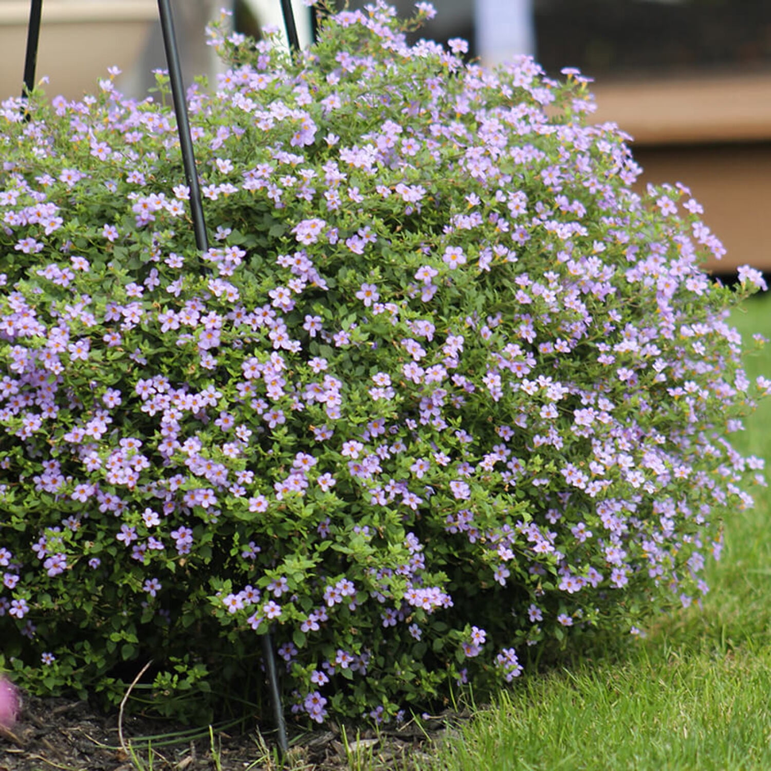 Harris Seeds 10 Lavender Blue Bacopa Blutopia Plant Seeds - Walmart.com