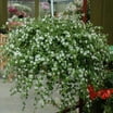 Outsidepride Bacopa Blutopia Blue Sutera Cordata Plant Seed - 40 Seeds ...