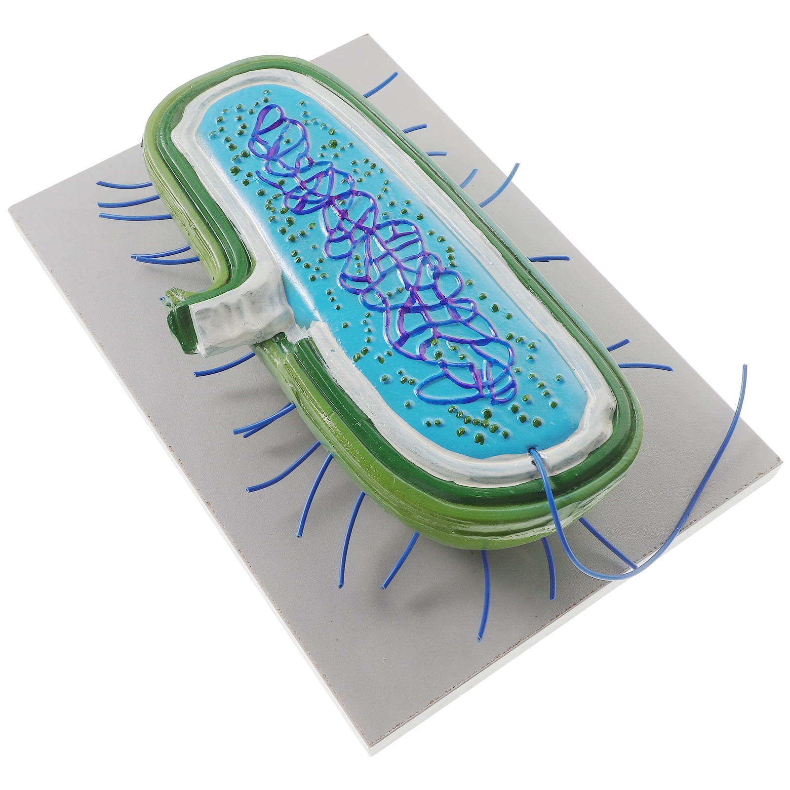 Bacteria Cell Models For Science Education Biology Bacteria Cell Model ...