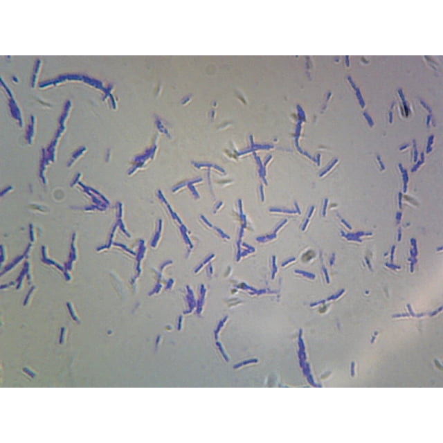 Bacteria Spores; Smear by Go Science Crazy - Walmart Business Supplies