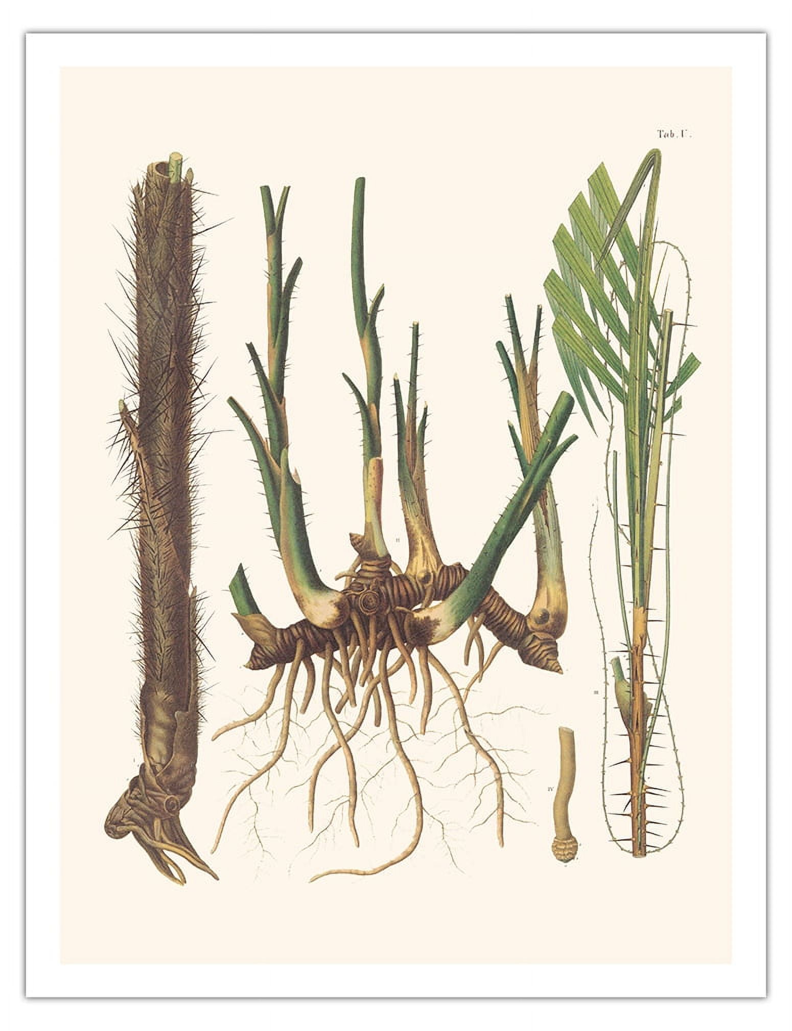 Bactris Major and Daemonorops Draco Palm Trees - Roots - Vintage ...