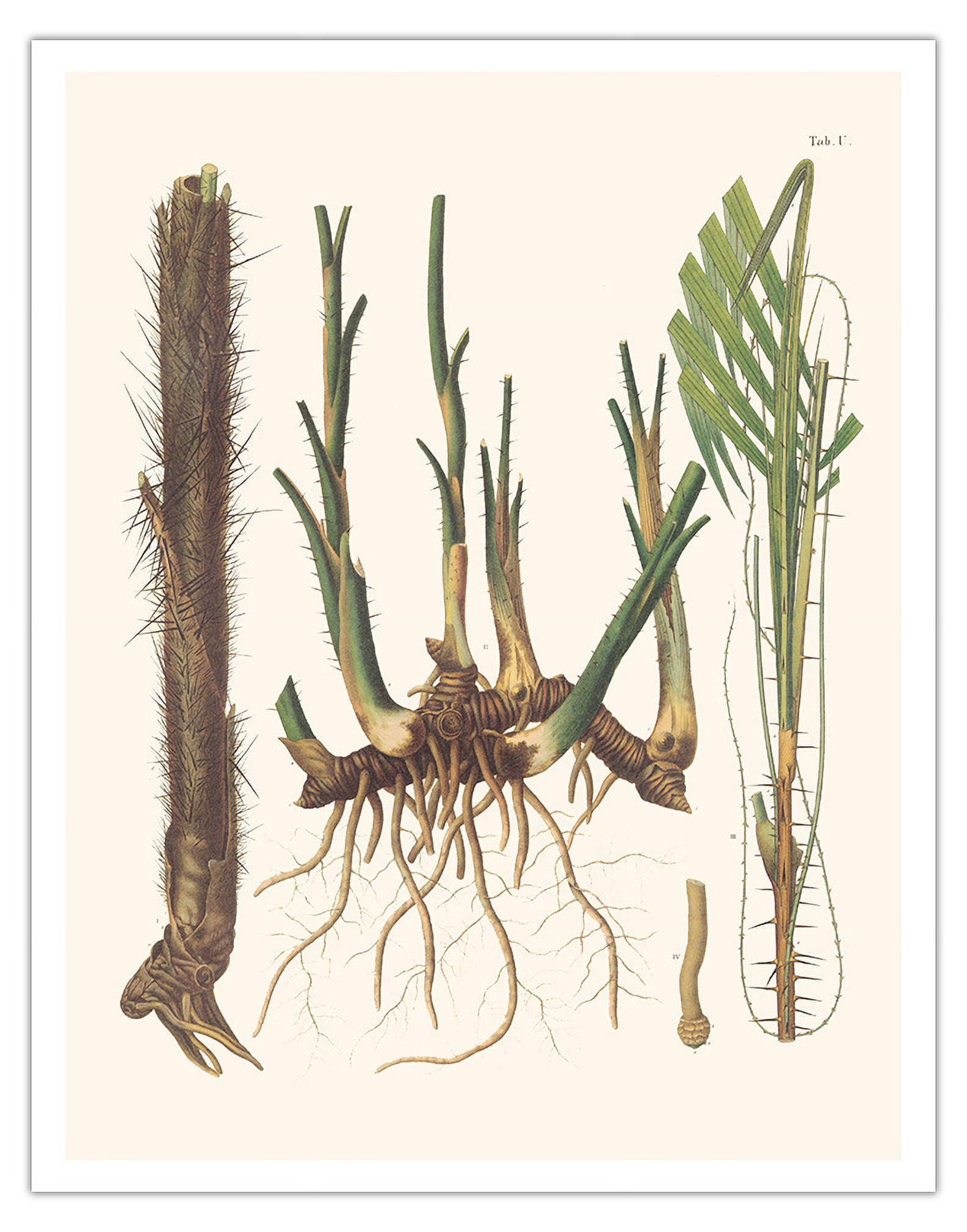 Bactris Major and Daemonorops Draco Palm Trees - Roots - Vintage ...