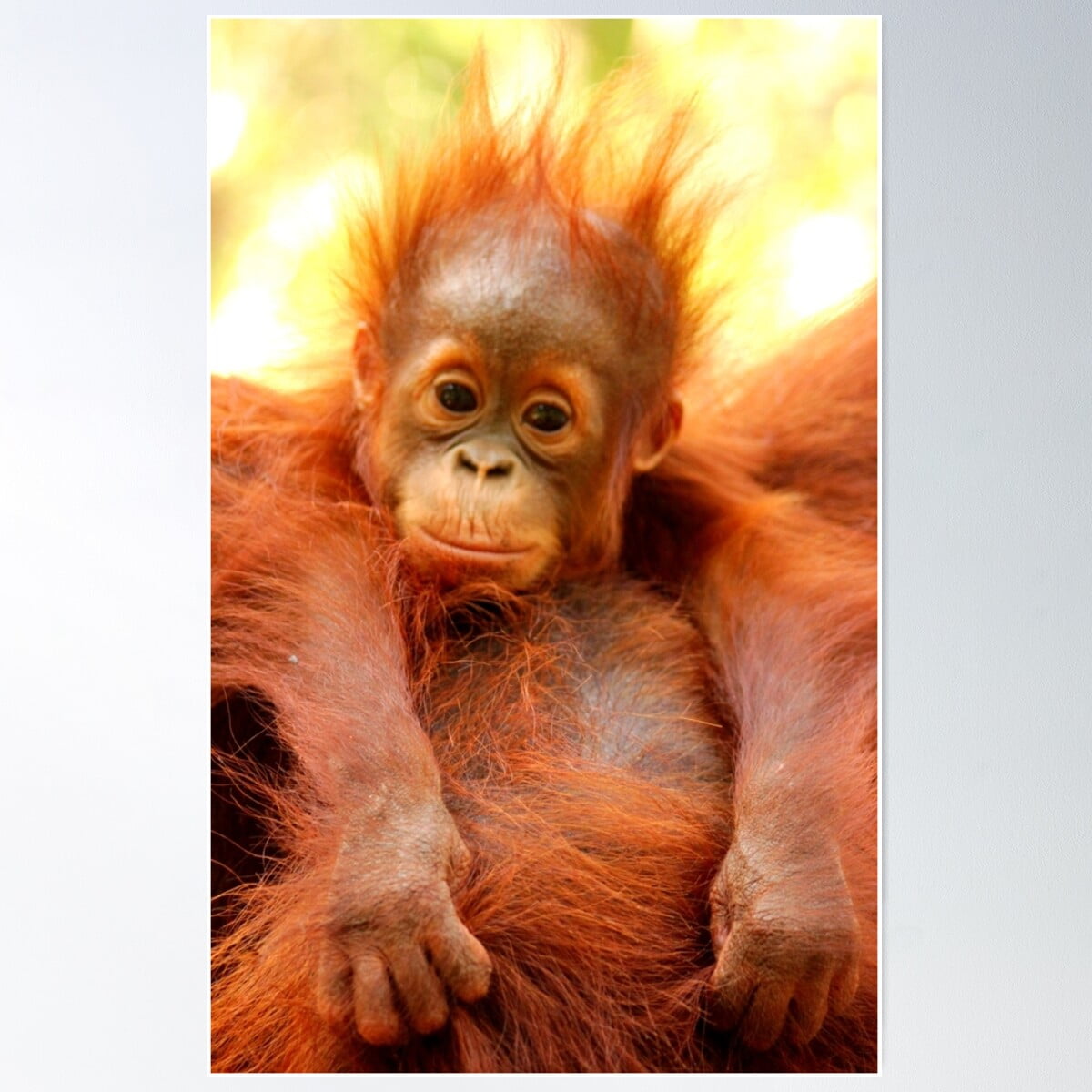 Bad Hair Day! Poster Wall Art Modern Wall Decor Wall Art Home Decor ...