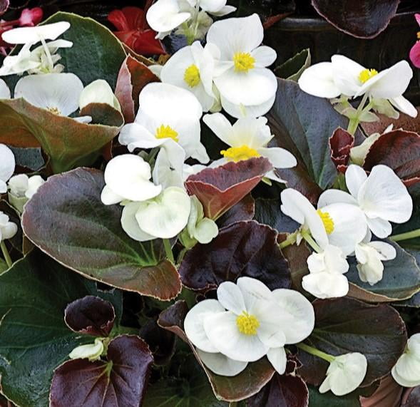 Bada Boom Bronze Leaf White' Begonia 6" Pot (Pack of 4) - Walmart.com