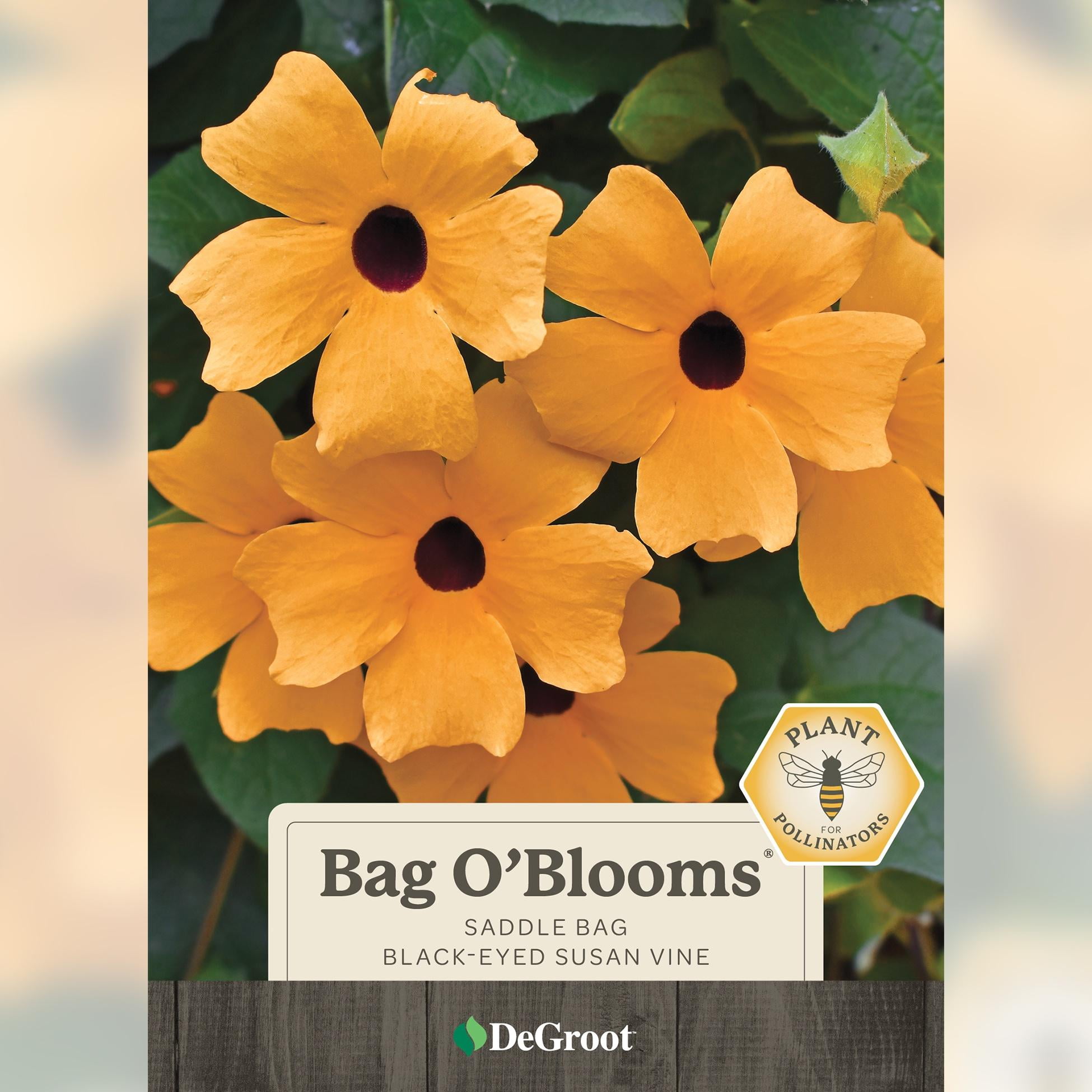 DeGroot Bag O'Blooms Black Eyed Susan Vine Plant Bulbs, Vibrant Blooms ...