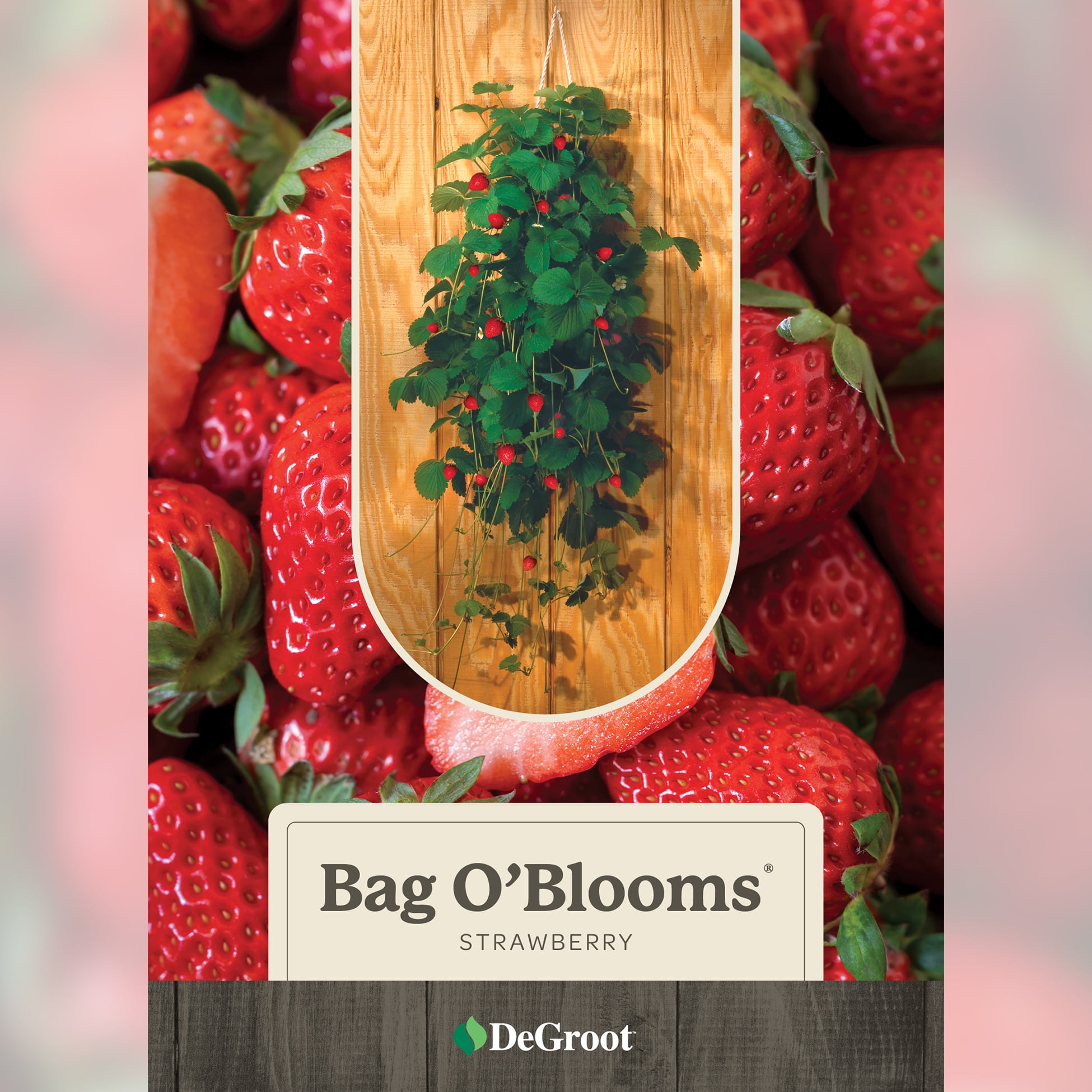 Everbearing 'Ozark Beauty' Strawberry Plants in Bag O'Blooms - High ...