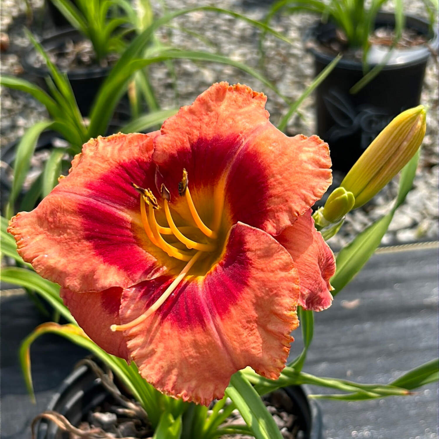 Bahama Pink Sky™ Daylily - 1 Gallon Pot - Walmart.com
