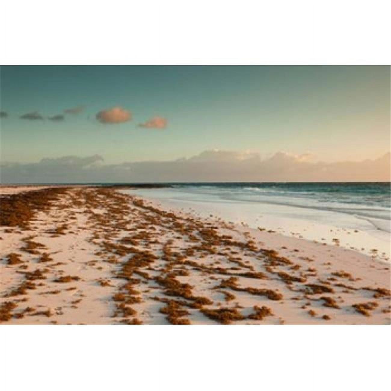 Bahamas Eleuthera Harbor Island Pink Sand Beach with Seaweed Print by ...