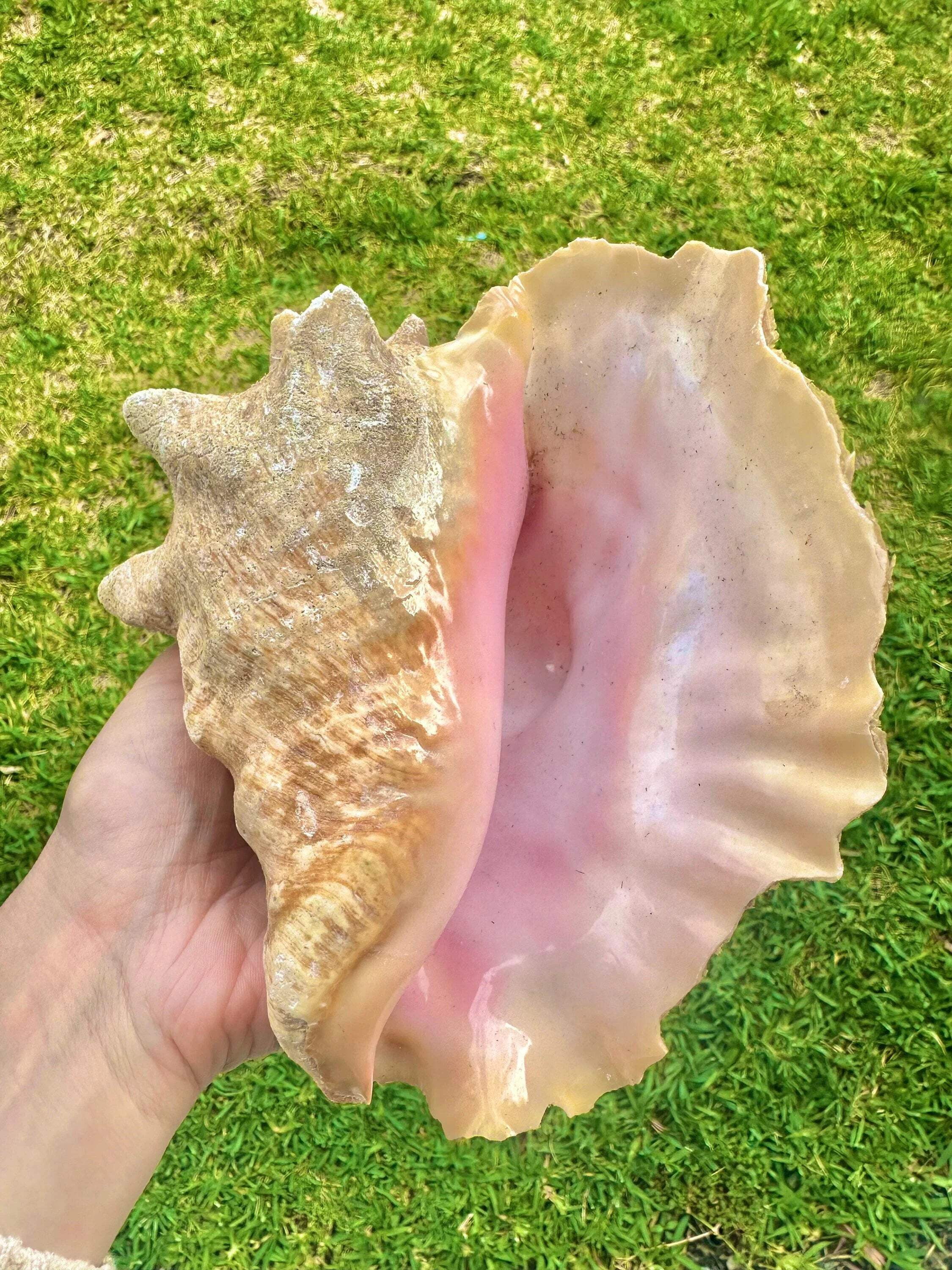 Bahamas Large Conch Seashell Pink Natural Ocean Home Decor Nautical Big ...