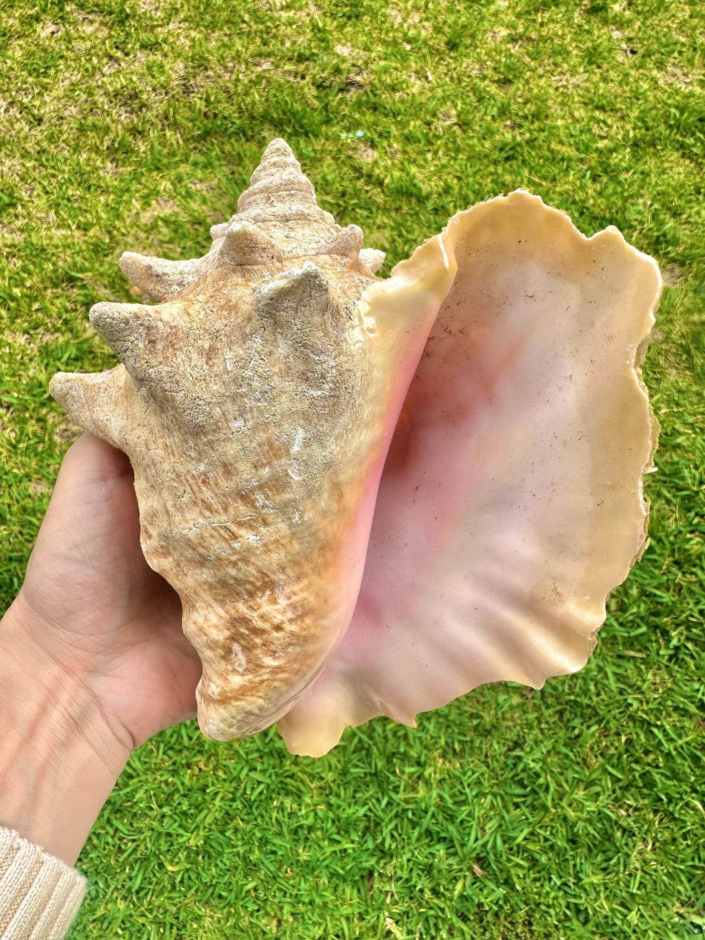 Bahamas Large Conch Seashell Pink Natural Ocean Home Decor Nautical Big ...