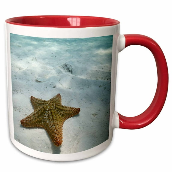 3drose, Bahamas, Marine Life, Sea Star, Golden Rock Beach-ca05 Pso0047 - Paul Souders, 15oz Two ...