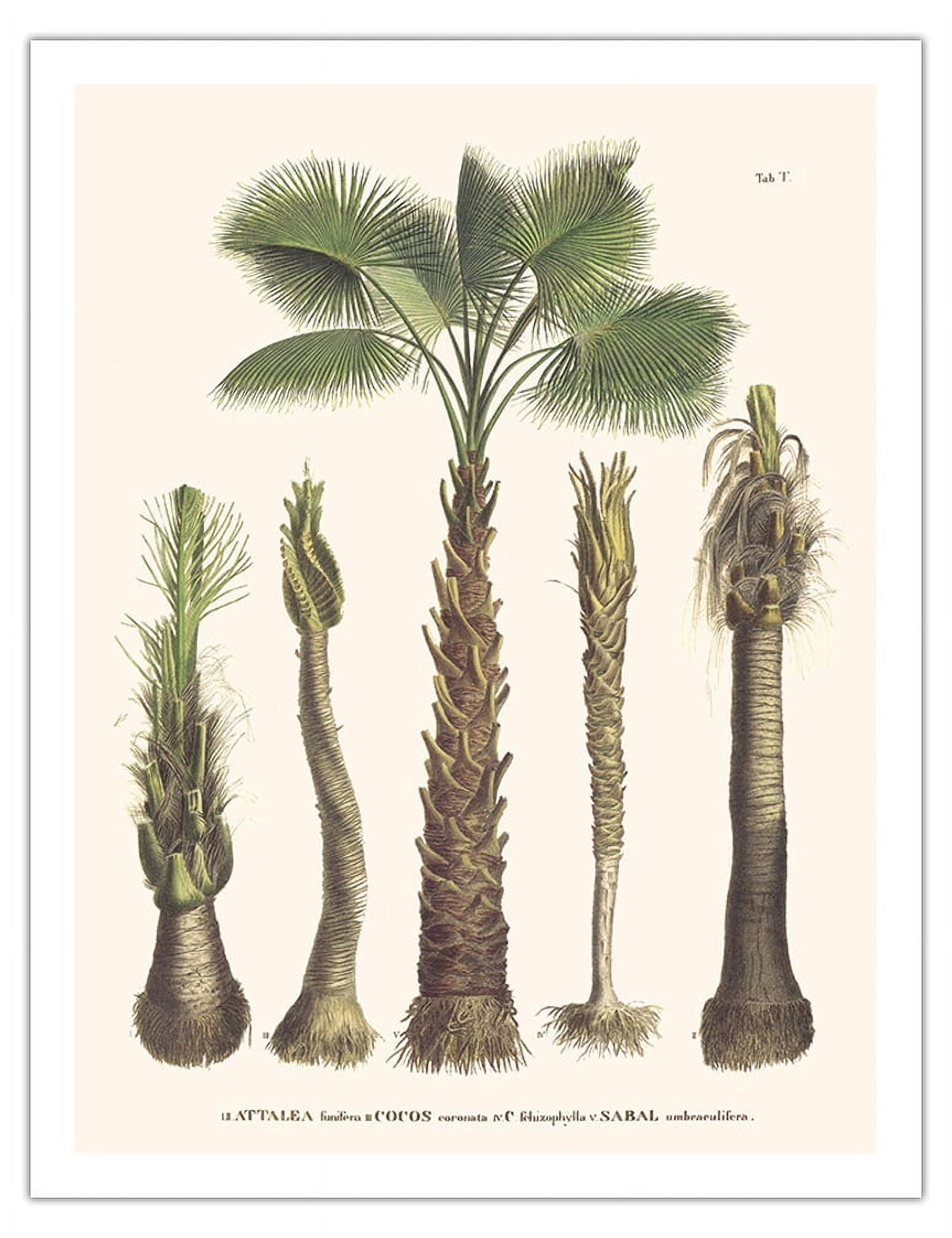 Bahia Piassava Palm Tree (Attalea Funifera) - Trunk and Stem - Vintage ...