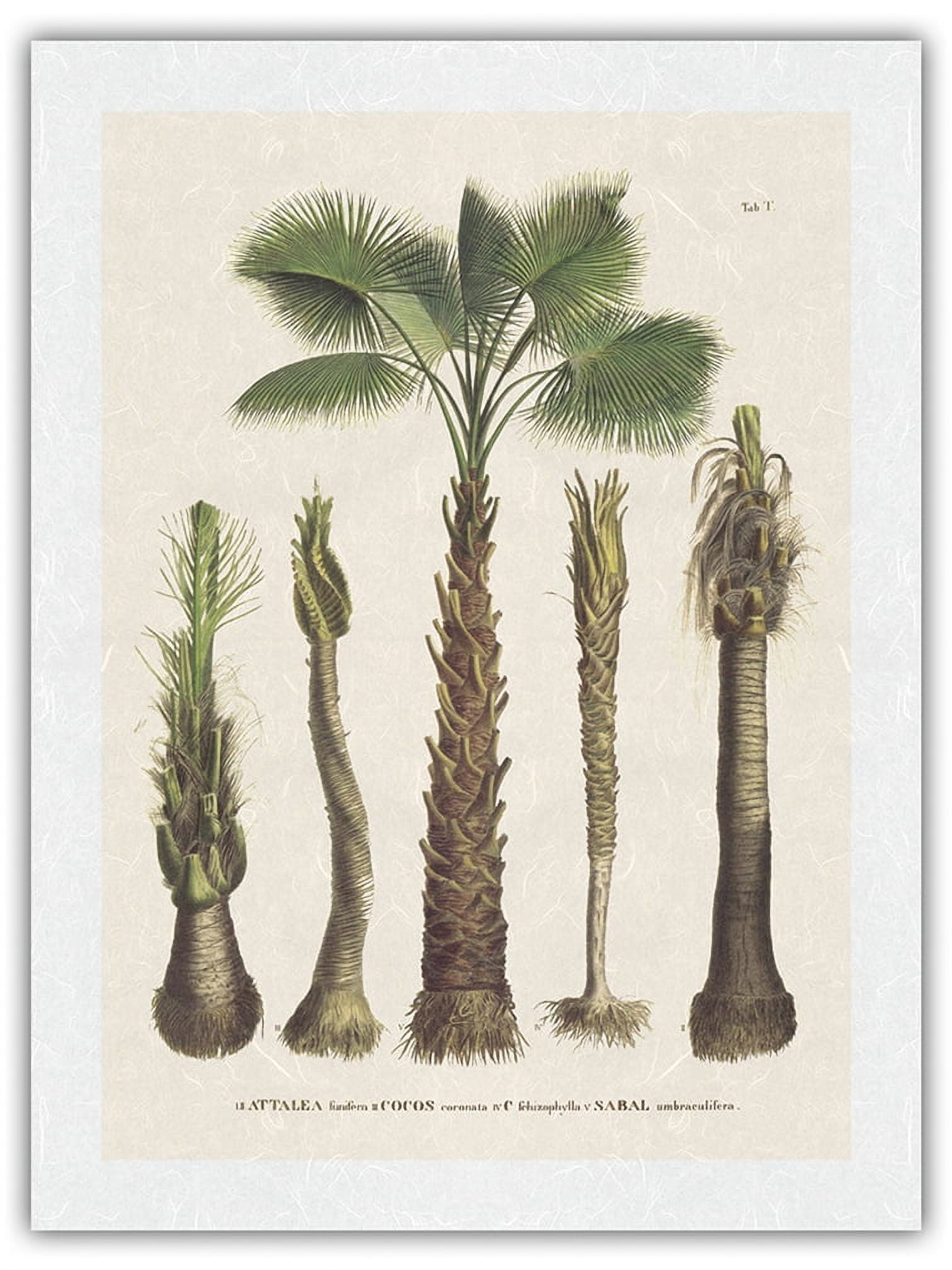 Bahia Piassava Palm Tree (Attalea Funifera) - Trunk and Stem - Vintage ...