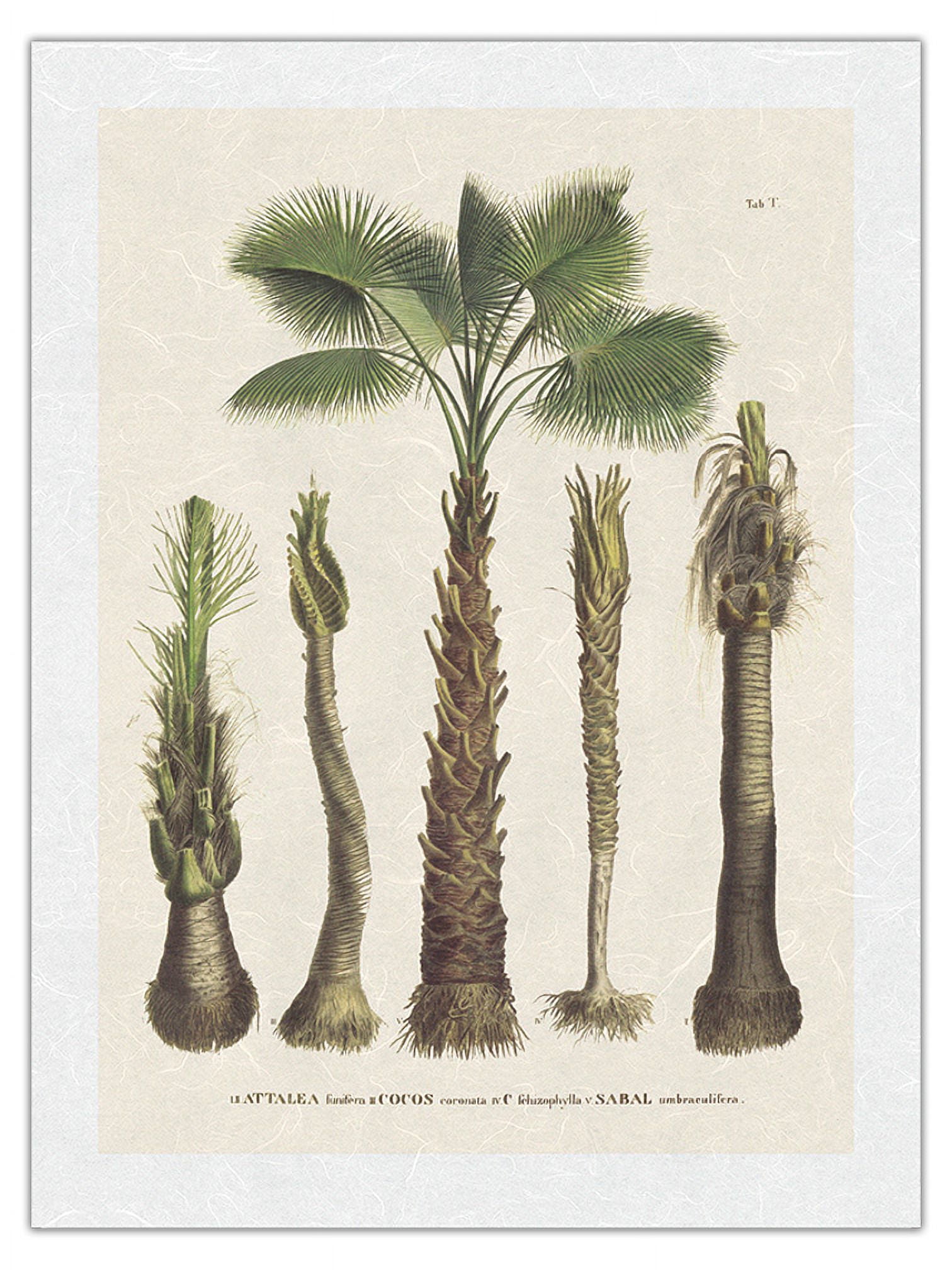 Bahia Piassava Palm Tree (Attalea Funifera) - Trunk and Stem - Vintage ...