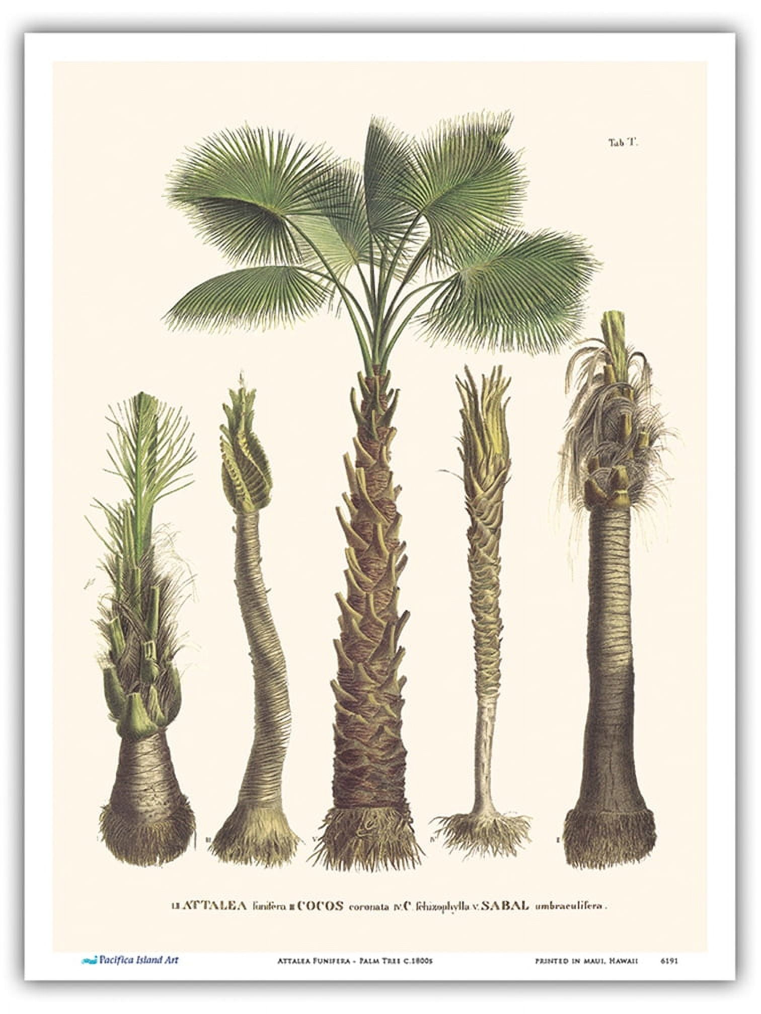Bahia Piassava Palm Tree (Attalea Funifera) - Trunk and Stem - Vintage ...