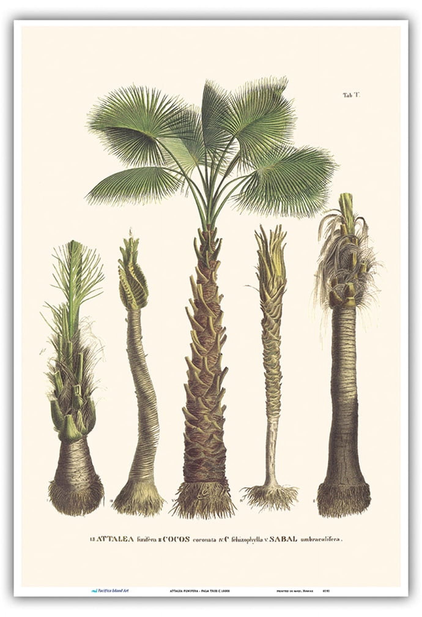 Bahia Piassava Palm Tree (Attalea Funifera) - Trunk and Stem - Vintage ...