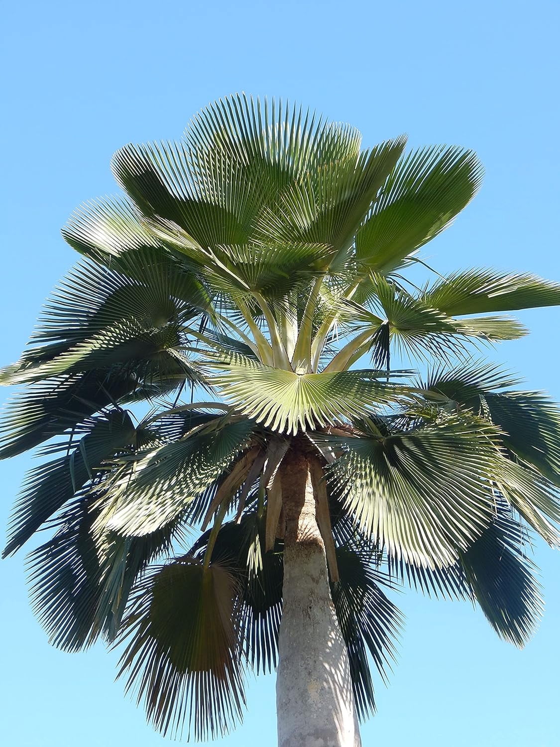 Bailey Copernicia Palm - Live Plant in a 10 Inch Pot - Copernicia ...
