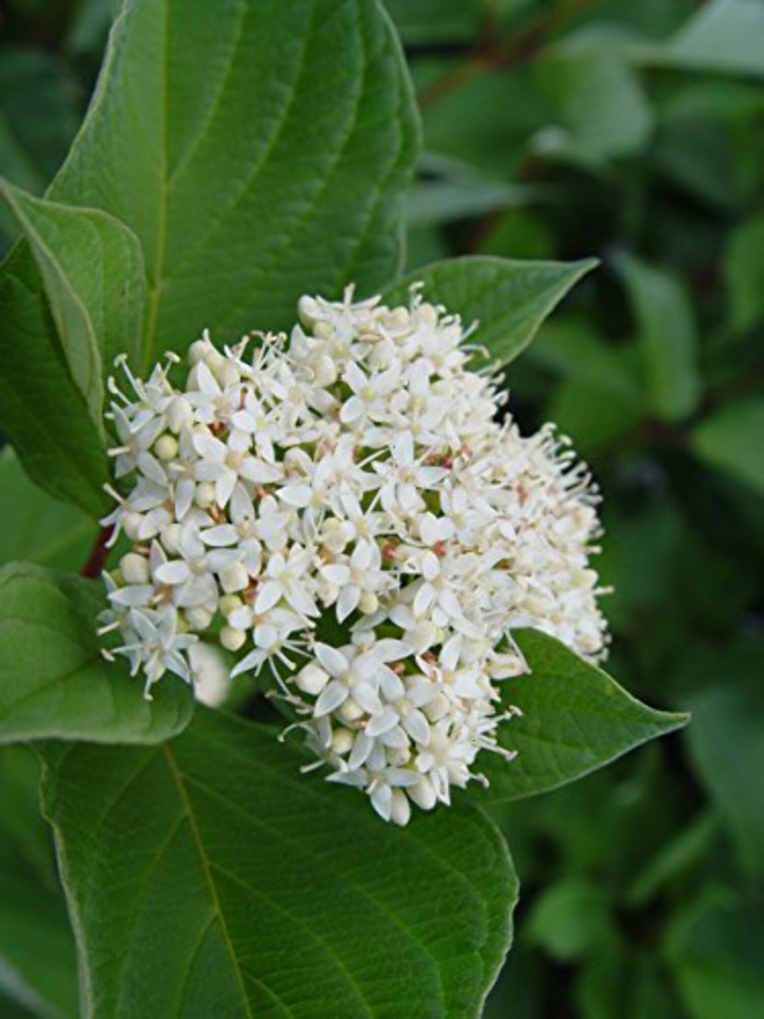 Bailey's Red Twig Dogwood - Walmart.com