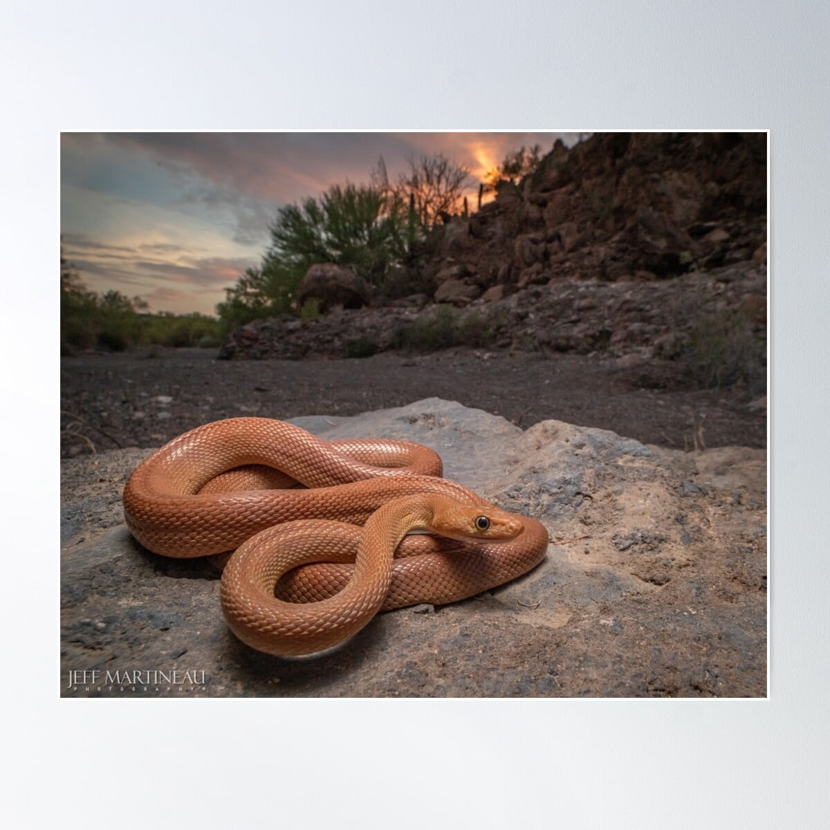 Baja Ratsnake (Bogertophis Rosaliae) Poster Wall Art, Modern Wall Decor ...