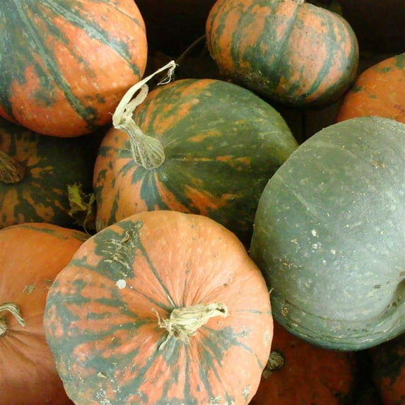 Bakers Choice Marbled F1 Hybrid Squash Seeds – 1 Lb ~4,000 Seeds – Non-GMO Winter Squash, 90–100 ...