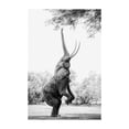 Balancing Elephant Print Wall Art Bedroom Wall Art Home Decor Office ...