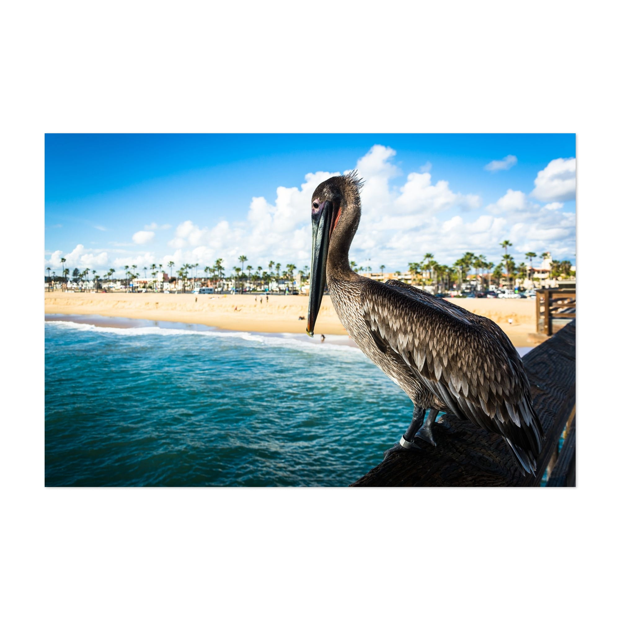 Balboa Pier Pelican - Newport Beach California Photography Unframed ...