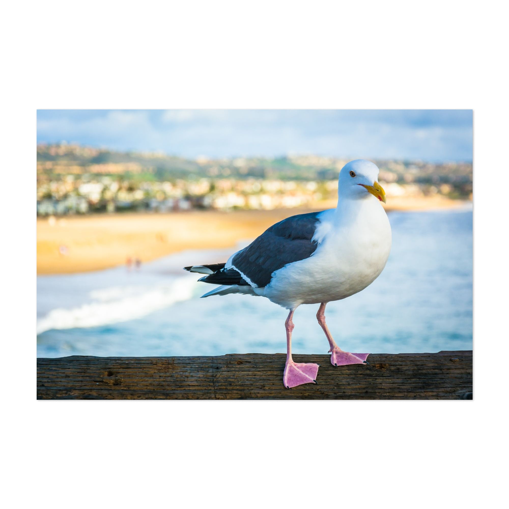 Balboa Pier Seagull - Newport Beach California Photography Unframed ...