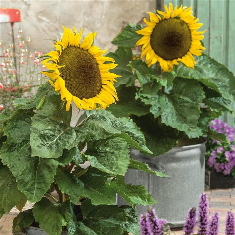 Balcony Beauty Sunflower Seeds 1 Oz ~1,181 Seeds – Non-GMO, Heirloom ...