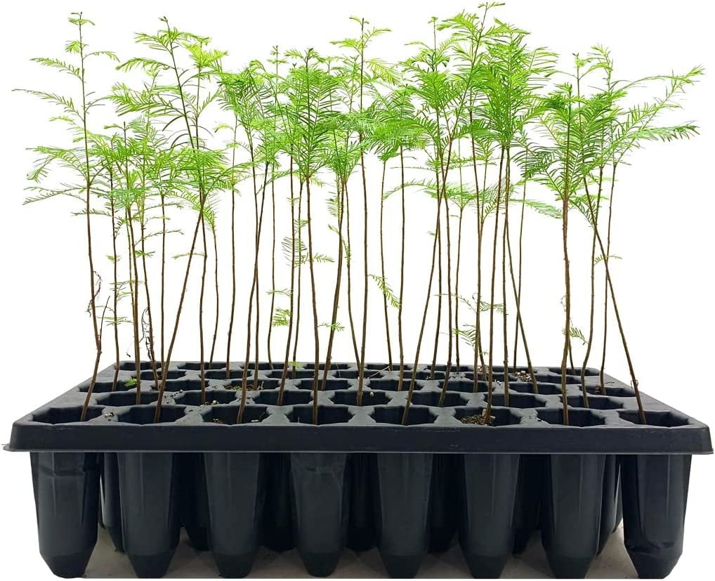 Bald Cypress 10 Live Trees Taxodium Distichum Fast Growing Shade Tree ...