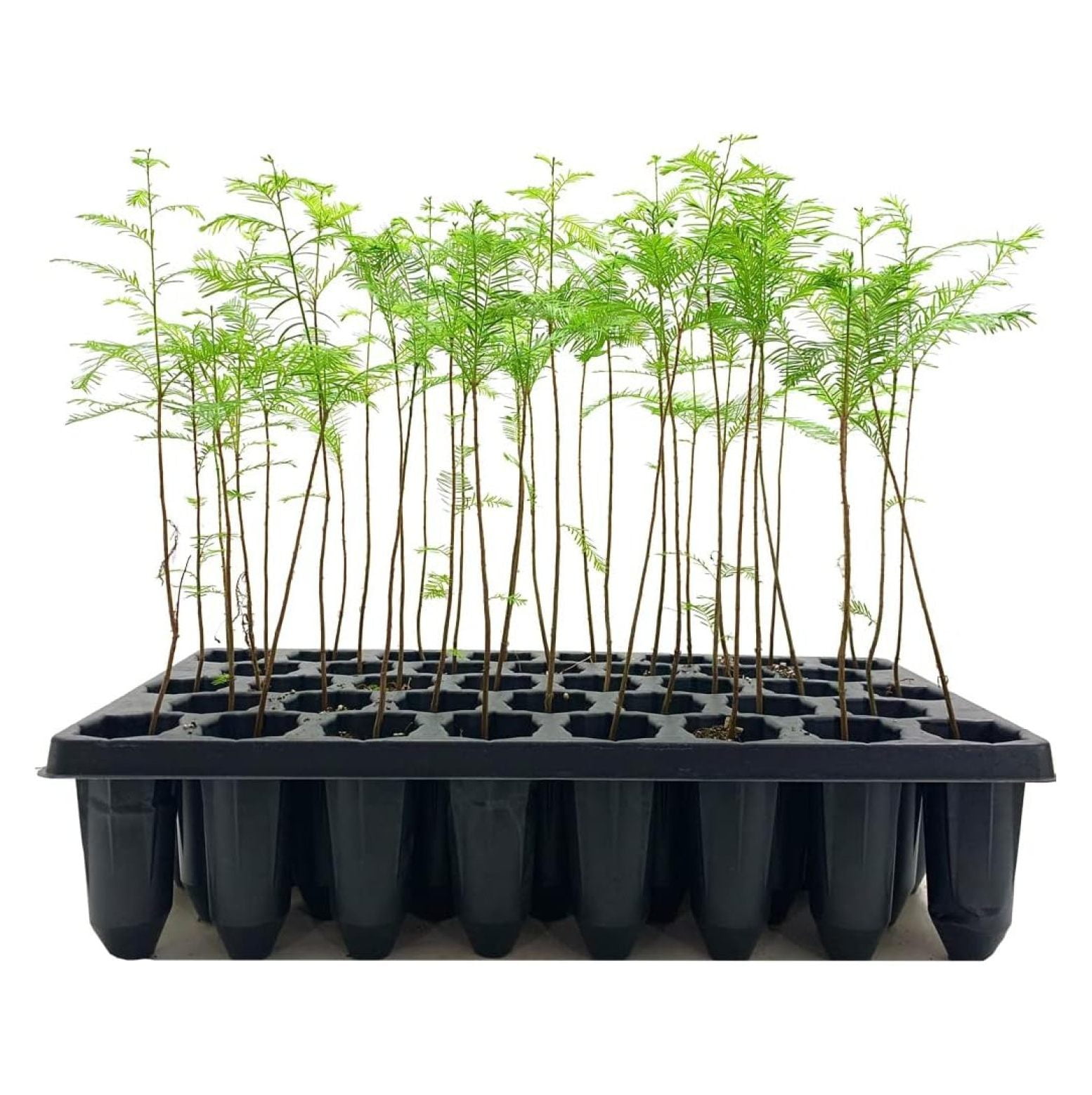 Bald Cypress | 20 Live Trees | Taxodium Distichum | Fast Growing Shade ...