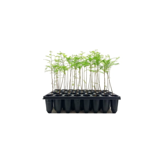 Bald Cypress 3 Live Trees Taxodium Distichum Fast Growing Shade Tree ...