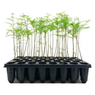 White Oak Tree Seedlings for Planting - 1 Yr Old Seedlings of Quercus ...