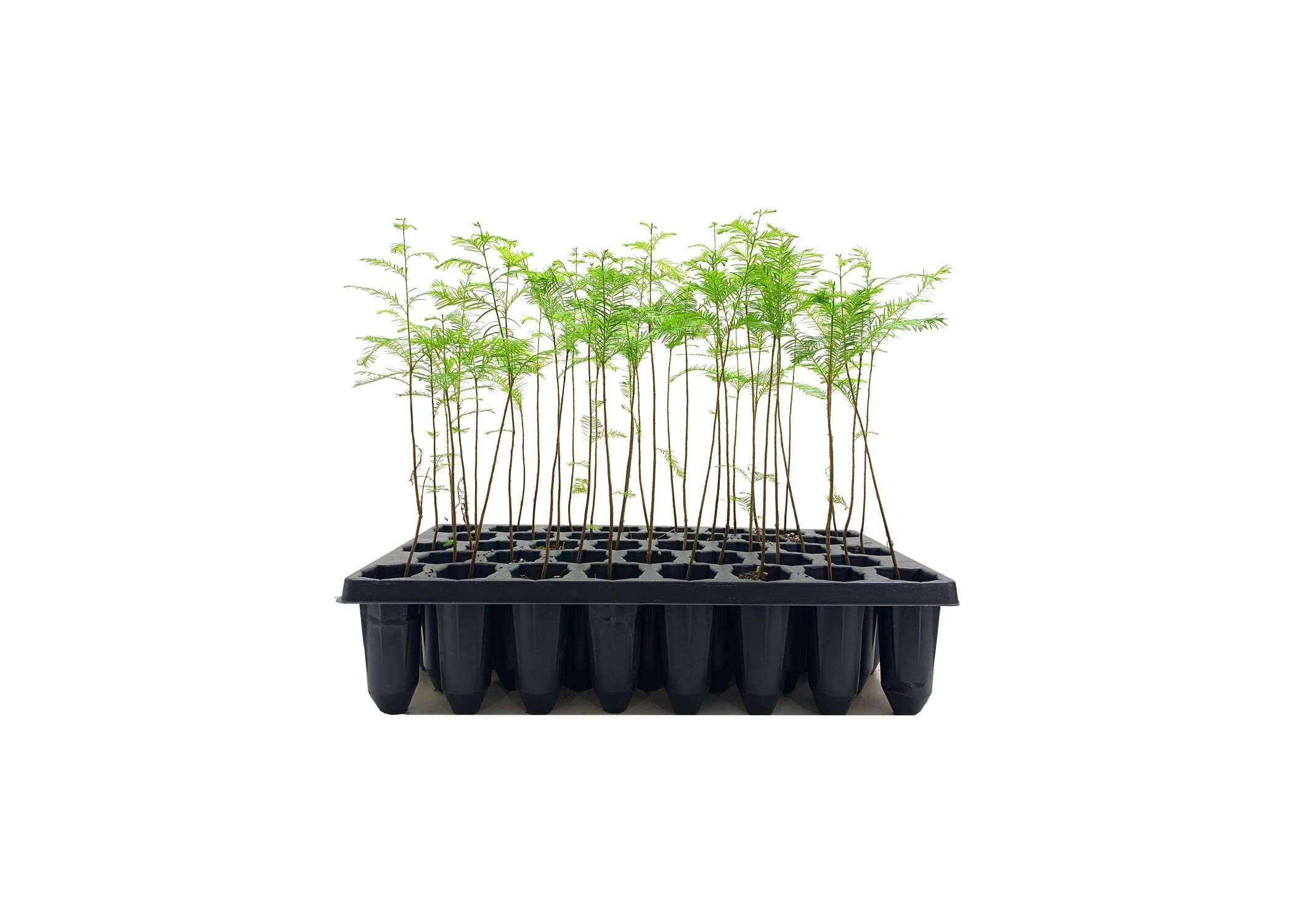 Bald Cypress 30 Live Trees Taxodium Distichum Fast Growing Shade Tree ...