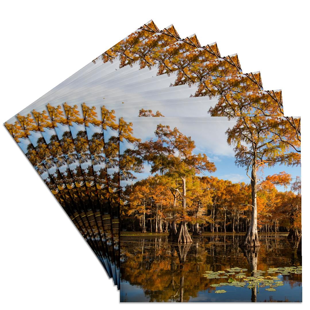 3drose, Bald Cypress in Fall Color, Set of 8 Ceramic Tile Coasters ...