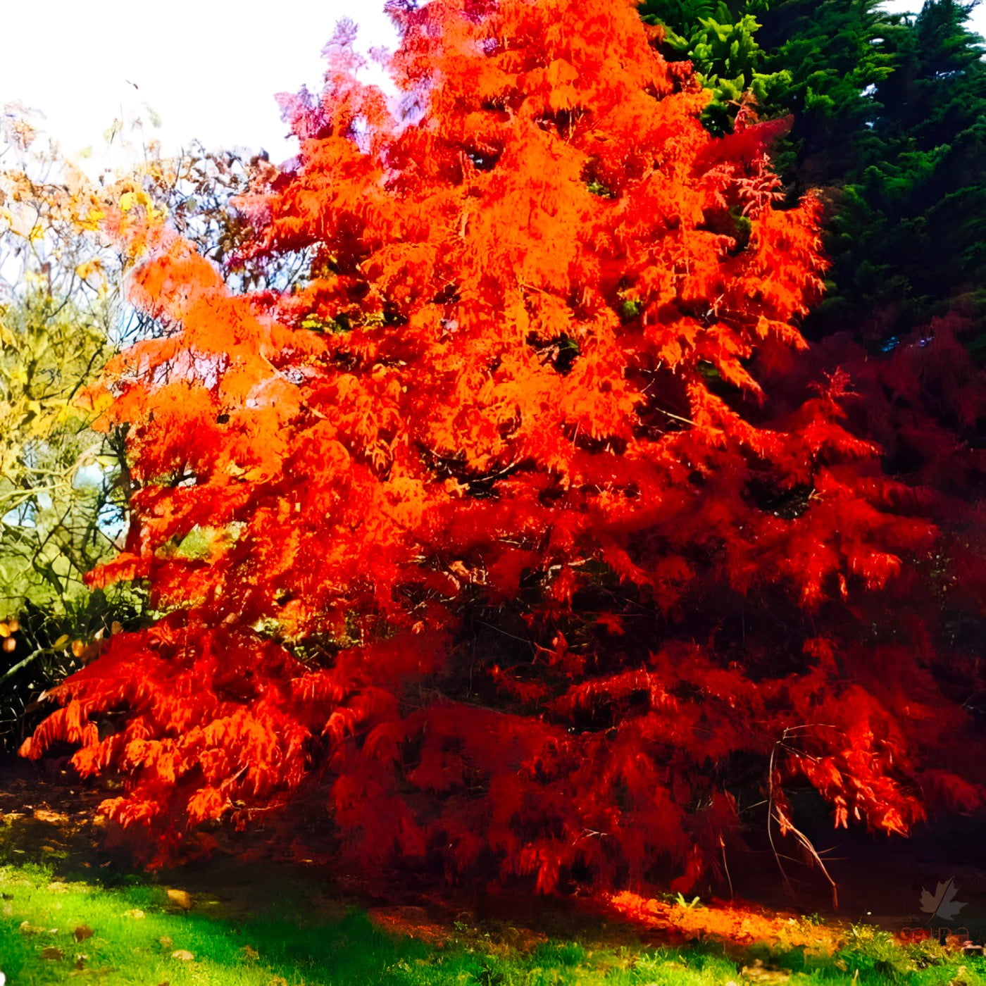 Bald Cypress Tree – Live Deciduous Shade Tree with Feathery Green ...