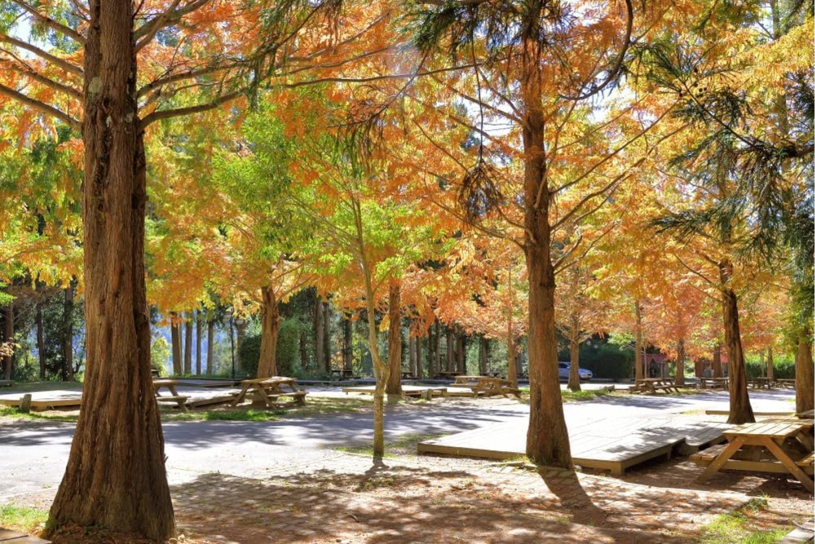 Bald Cypress Tree Seedlings for Planting | No Ship to California ...