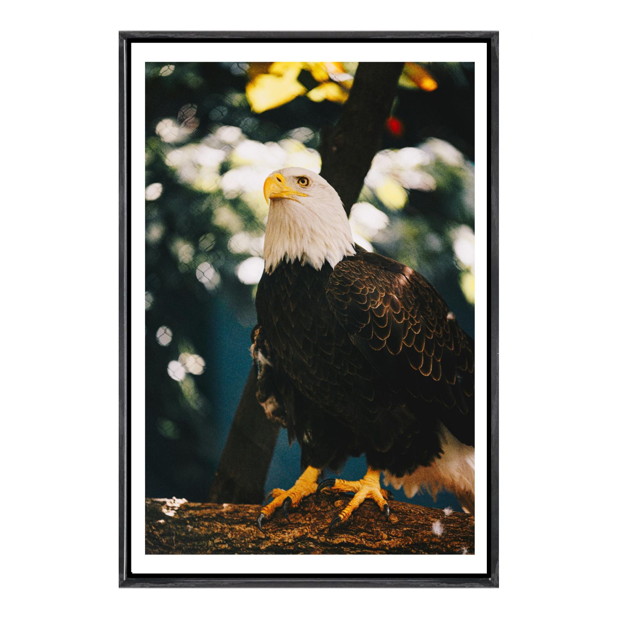 Bald Eagle Canvas Double Framed Wall Art Wildlife Patriotic American ...