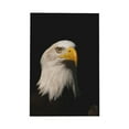 Bald Eagle Canvas Double Framed Wall Art Wildlife Patriotic American ...