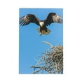 Bald Eagle Canvas Double Framed Wall Art Wildlife Patriotic American ...