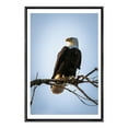 Bald Eagle Canvas Double Framed Wall Art Wildlife Patriotic American ...
